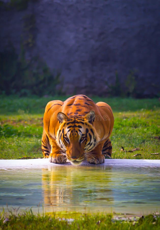 1,002 Scary Tiger Stock Photos - Free & Royalty-Free Stock Photos from ...