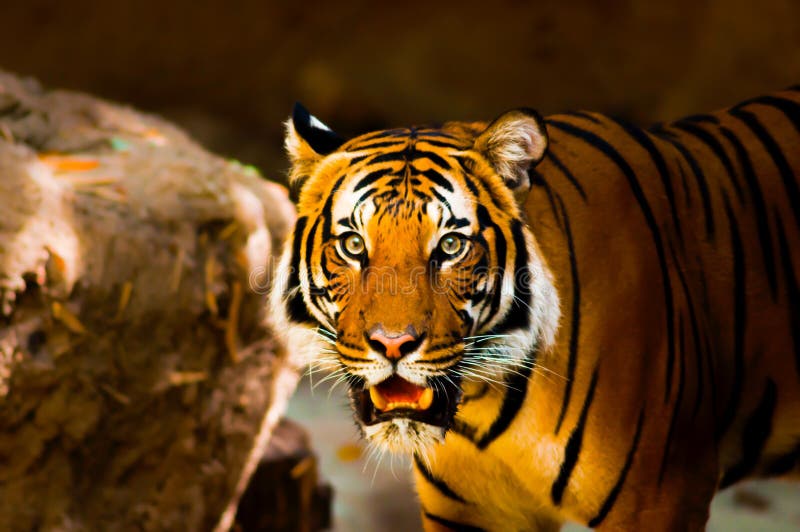 Scary Tiger in the woods stock image. Image of angry - 19934247