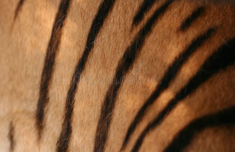 Tiger structure stock image. Image of clothing, nature - 5872739
