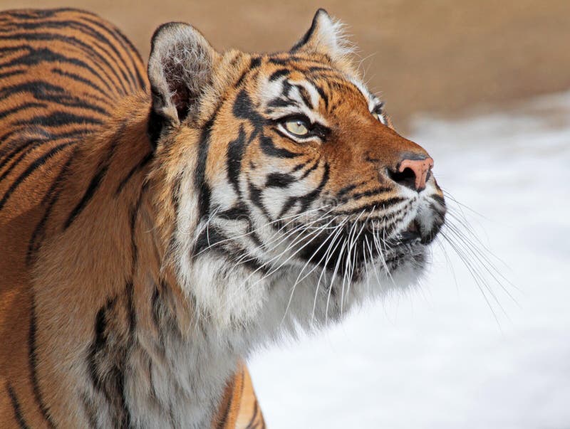 Tiger stock image. Image of intently, left, orange, indian - 44420021