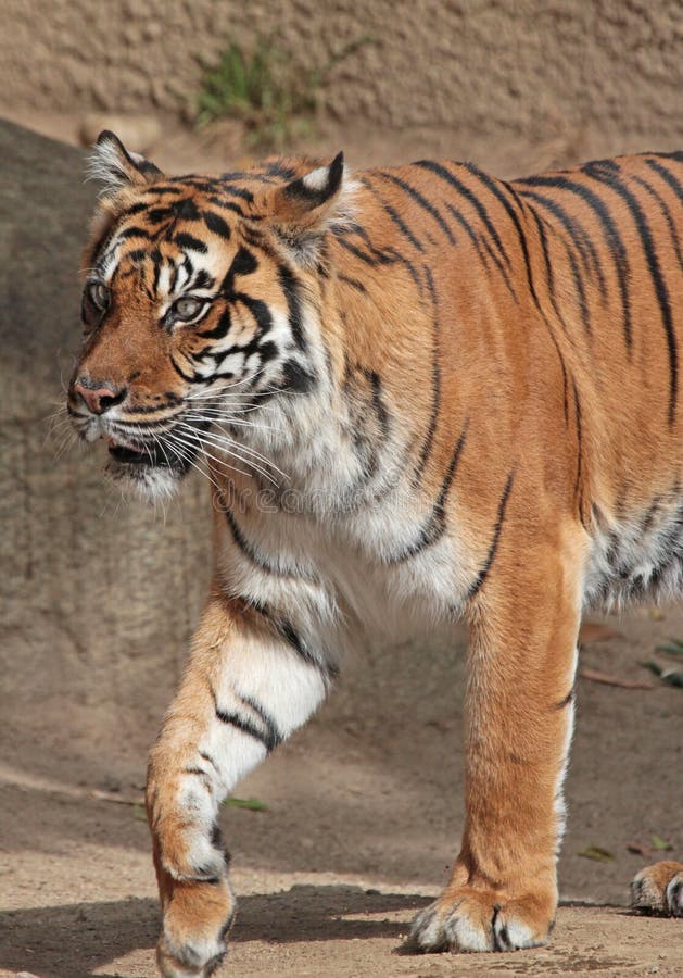 138 Tiger Looking Left Stock Photos - Free & Royalty-Free Stock Photos ...