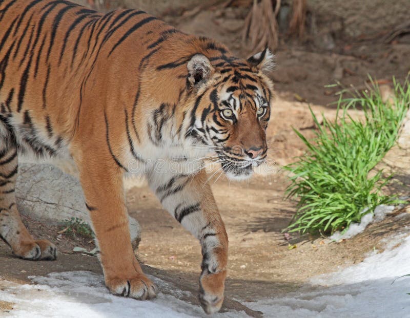 Tiger stock photo. Image of mature, juvenile, dramatic - 44283580