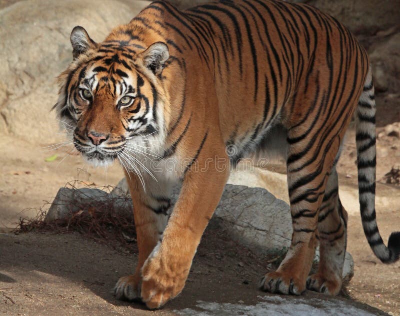 Tiger stock photo. Image of close, dramatic, female, power - 44236536