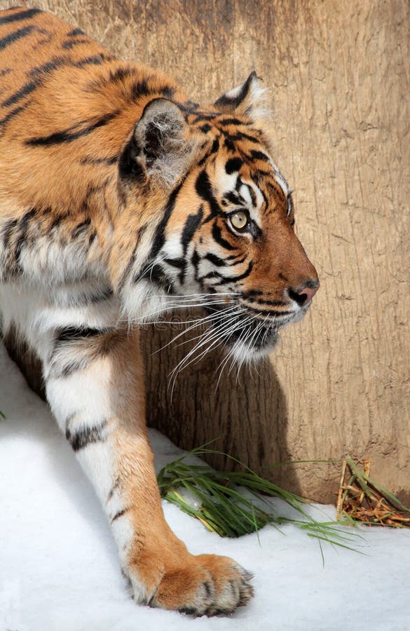 Tiger stock photo. Image of cold, look, dramatic, orange - 44420092