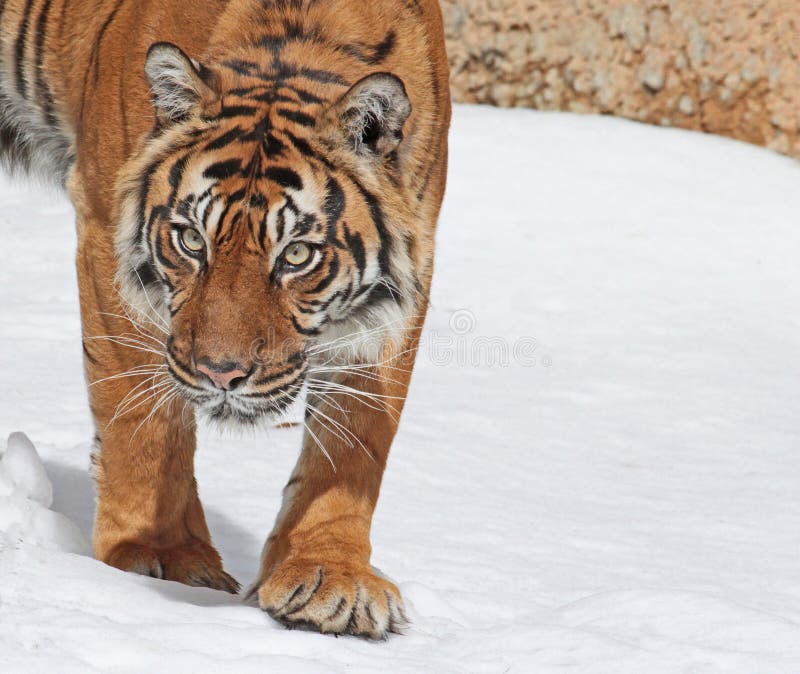 Tiger stock photo. Image of power, asia, face, green - 44419442