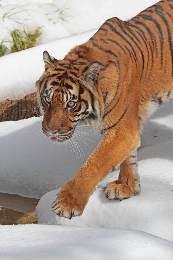 Tiger stock image. Image of bengal, pond, carnivore, indian - 44419549