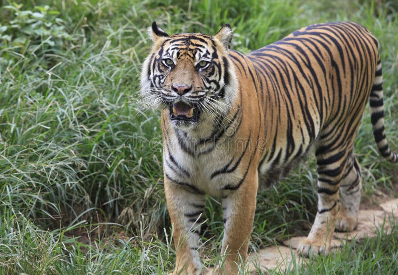 Tiger stock photo. Image of cage, carnivoran, solo, snout - 38897348