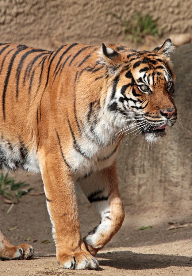 Tiger stock photo. Image of intently, dramatic, prowling - 44284498