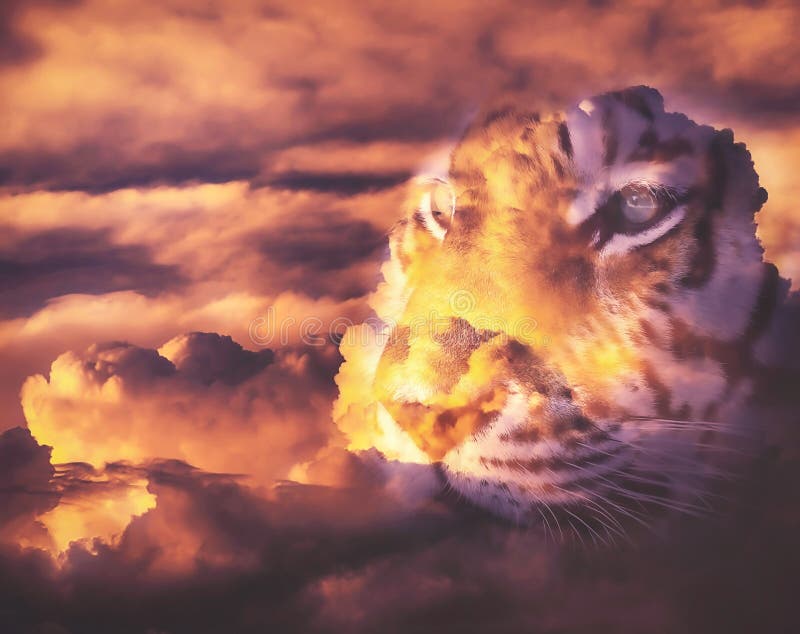 Tiger and Sunset Clouds Double Exposure Stock Photo - Image of survival ...