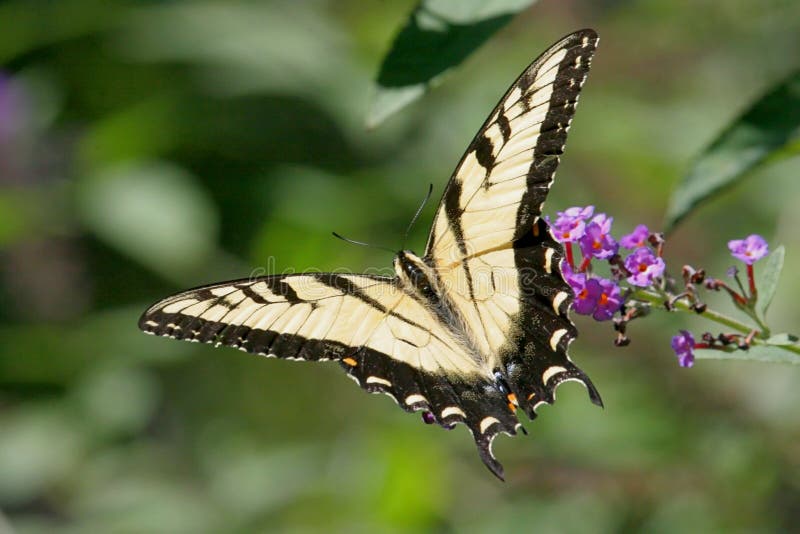 Tiger Swallowtail Butterflies Stock Image - Image of fauna, garden: 3264061