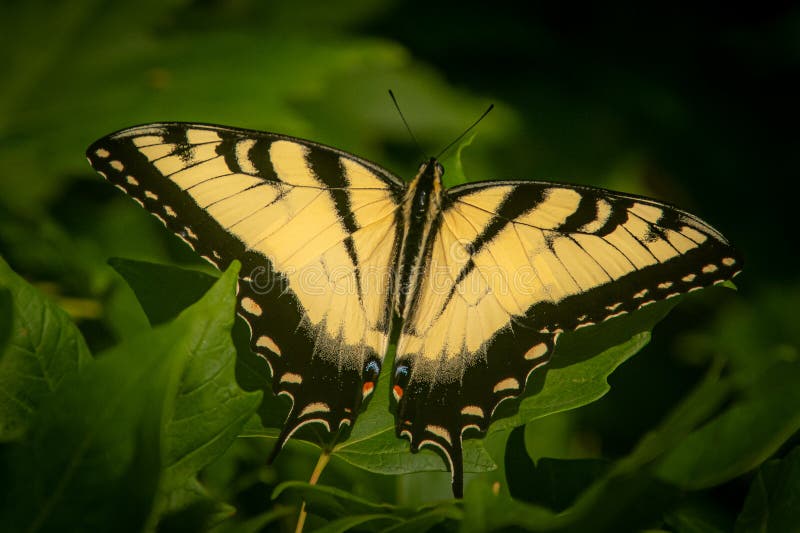 Tiger Swallowtail Butterfly in Yellow and Black Stock Image - Image of ...