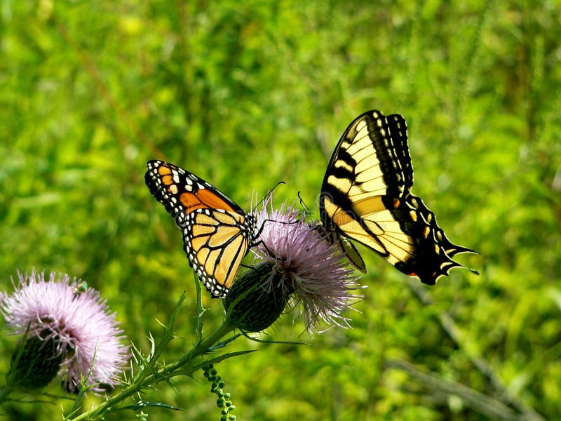 Tiger Swallowtail and Monarch Stock Image - Image of tiger, eastern ...