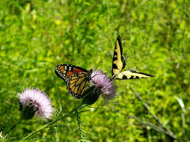 Tiger Swallowtail Butterfly Picture. Image: 10053627