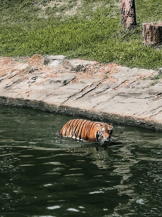 A Tiger Swim in Water in Taiping Zoo Stock Photo - Image of taiping ...