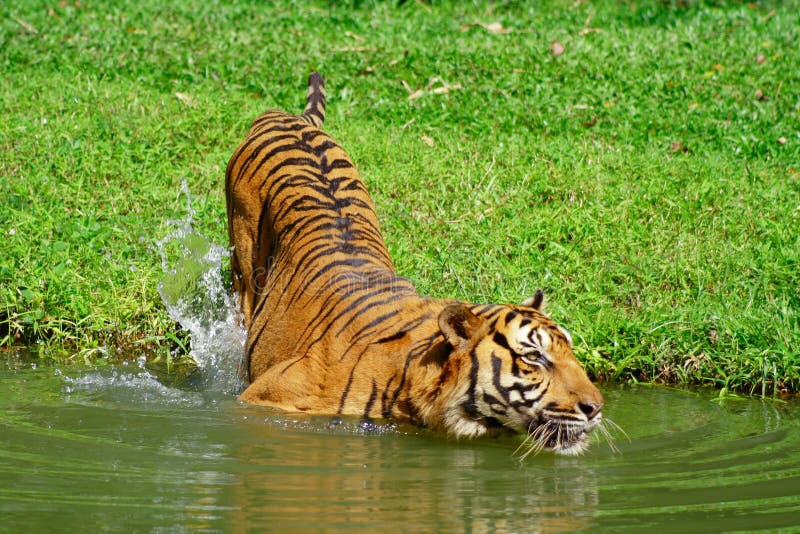 Tiger Swimming stock image. Image of swimming, hunt, fierce - 6838615