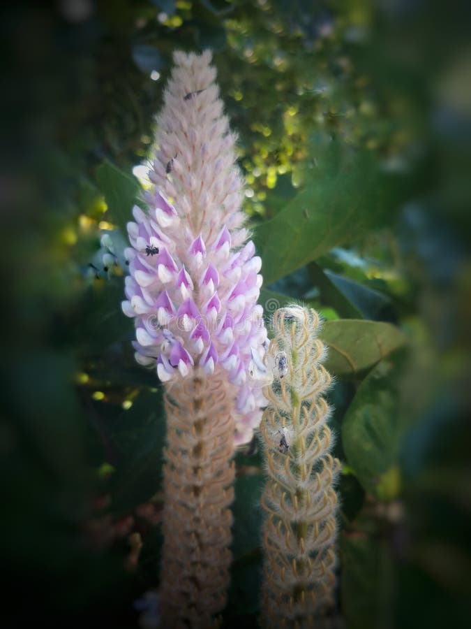 Tiger Tail Flower in Jungle Stock Image - Image of flower, garden ...