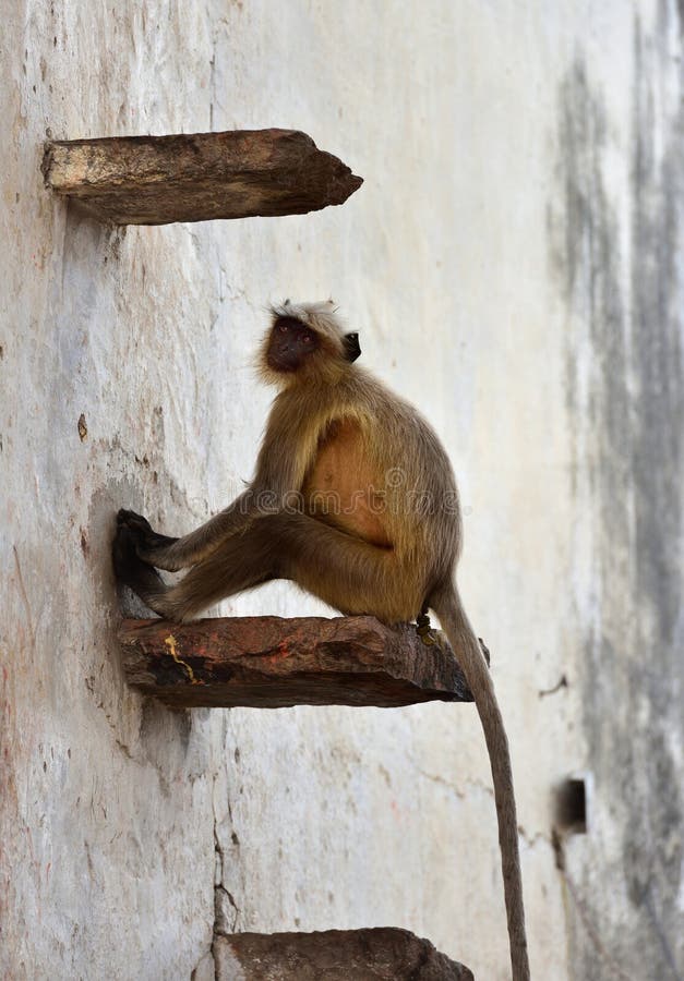 Tiger Tailed Monkey Set on a Step Stock Image - Image of monkey ...