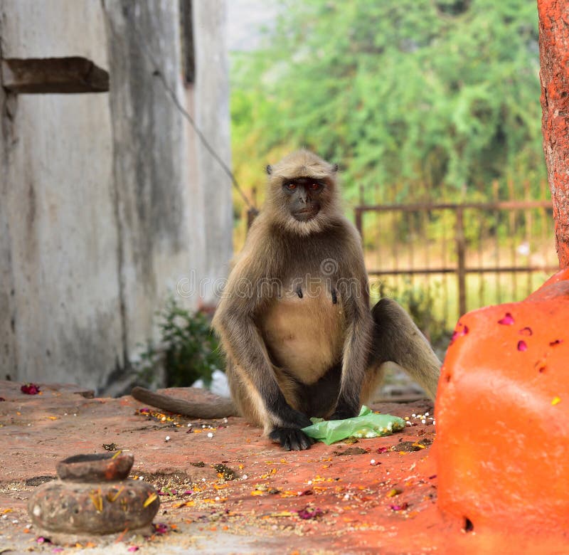 Tiger Tailed Monkey Searching for Foos Stock Image - Image of garh ...