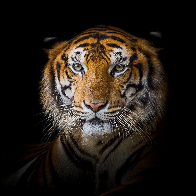 Tiger. stock photo. Image of park, feline, outdoors, black - 90778392