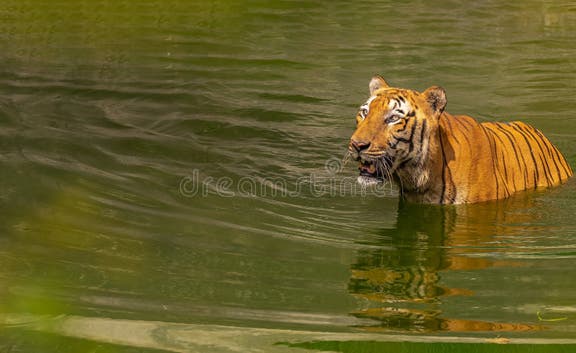 Tiger Taking Bath on a Hot Day Stock Image - Image of felino, predator ...