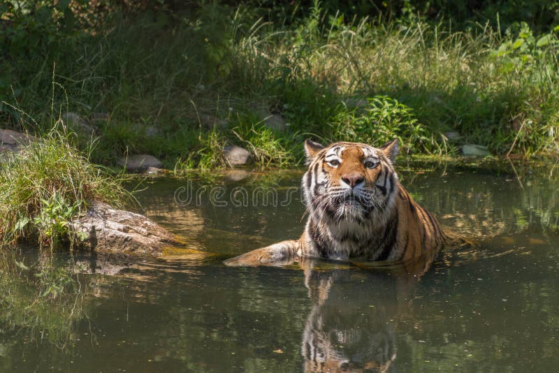 Tiger taking a bath stock photo. Image of front, orange - 43801180