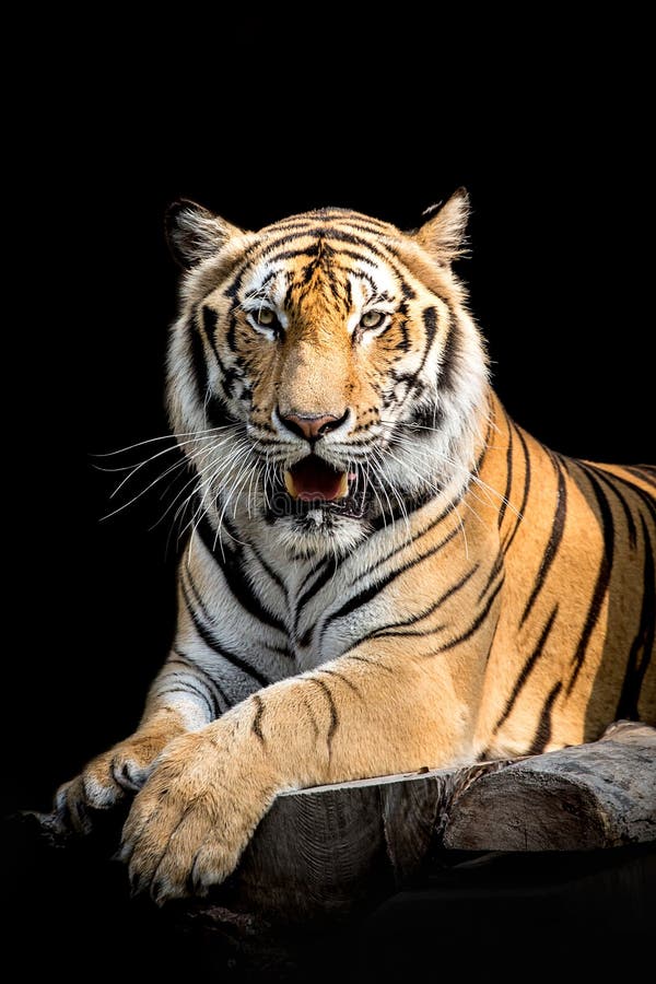 Asian Tiger Sitting on Wood Timber Stock Photo - Image of timber, face ...