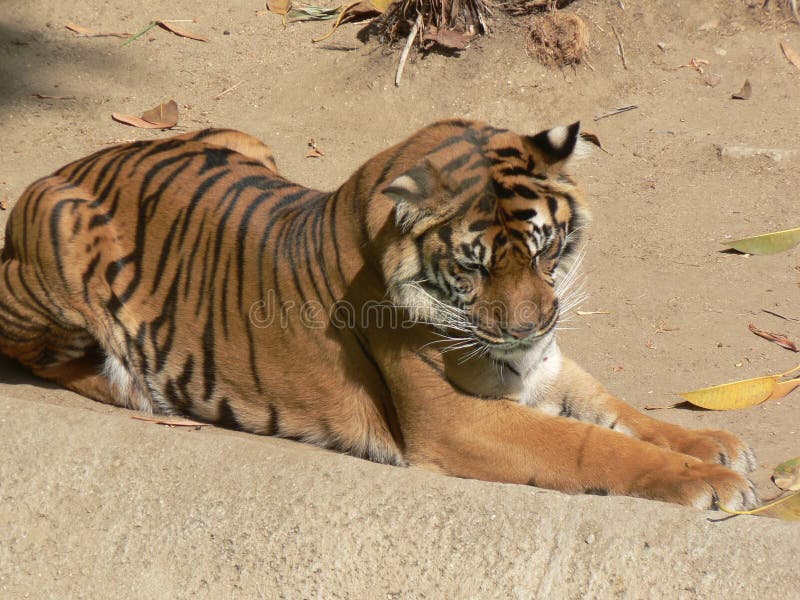 Thinking Tiger stock photo. Image of japan, endangered - 27807792