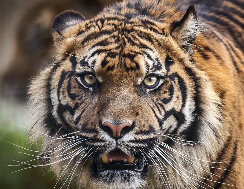 Tiger Portrait Horizontal Stock Images - Download 484 Royalty Free Photos