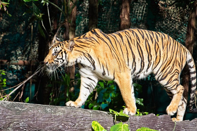 Tiger stock photo. Image of background, portrait, green - 162151766