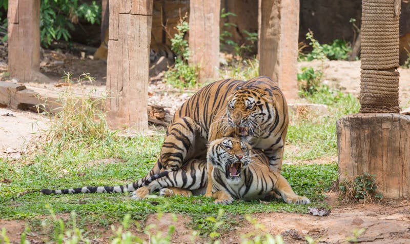 Tiger stock image. Image of danger, sleep, hybridize - 69622409