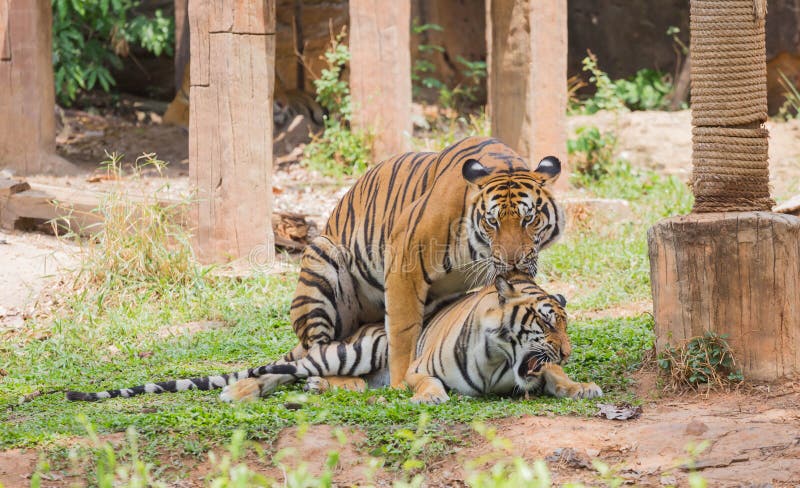 Tiger stock image. Image of white, lawn, asia, carnivore - 69731019