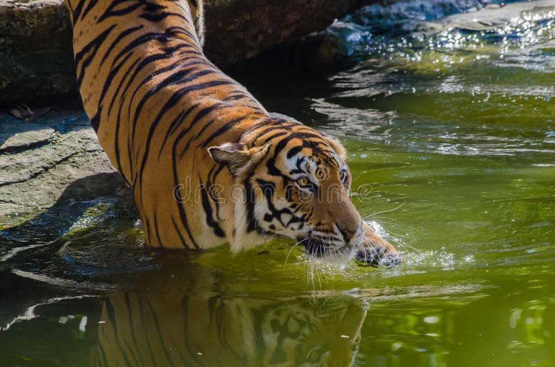 Tiger stock photo. Image of danger, angry, eyes, feline - 64509398
