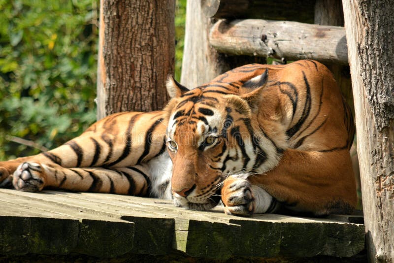 Tiger stock photo. Image of summer, colored, speed, animals - 43979260