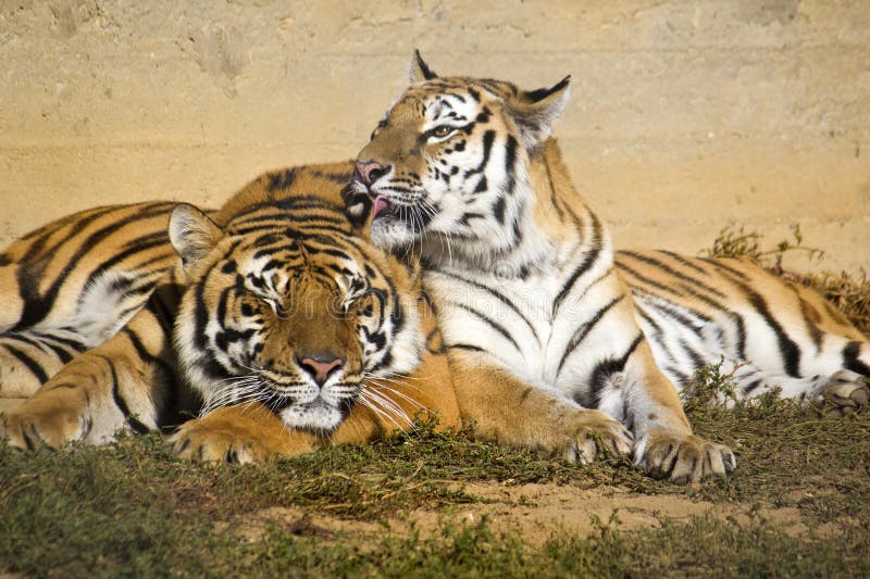 Tiger and tigress stock image. Image of lick, tiger, mammal - 45193813