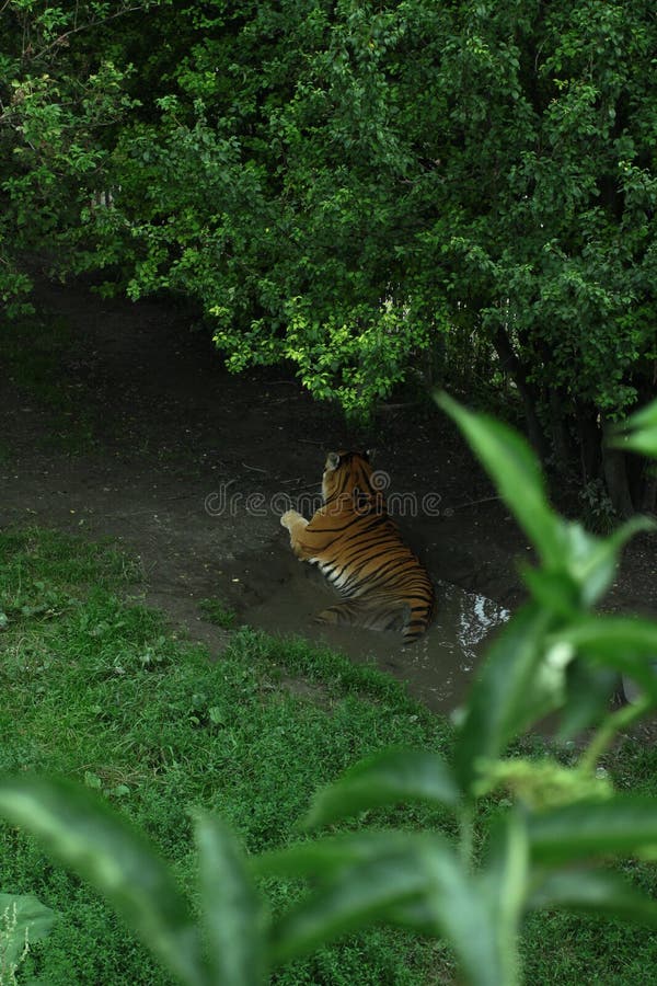 Tiger stock photo. Image of green, tree, watter, waiting - 88931812