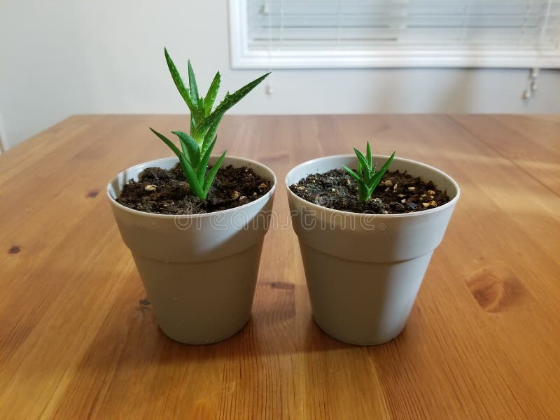 Tiger Tooth Aloe stock photo. Image of shrub, flower - 205807060