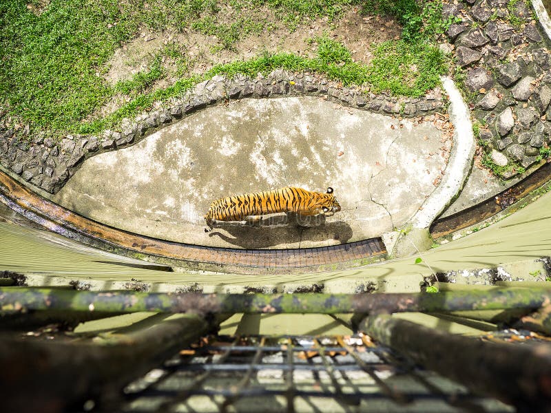 Tiger from top stock image. Image of animal, tiger, mammal - 111645705