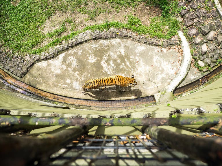 Tiger from top stock image. Image of animal, tiger, mammal - 111645705