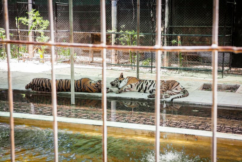 Tiger Trapped in a Cage Zoo Stock Photo - Image of prison, chain: 180358880