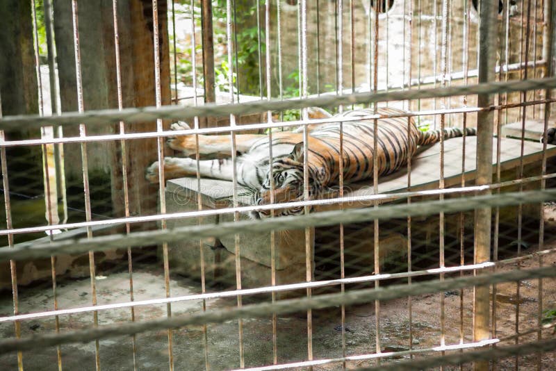 Tiger Trapped in a Cage Zoo Stock Image - Image of closeup, environment ...