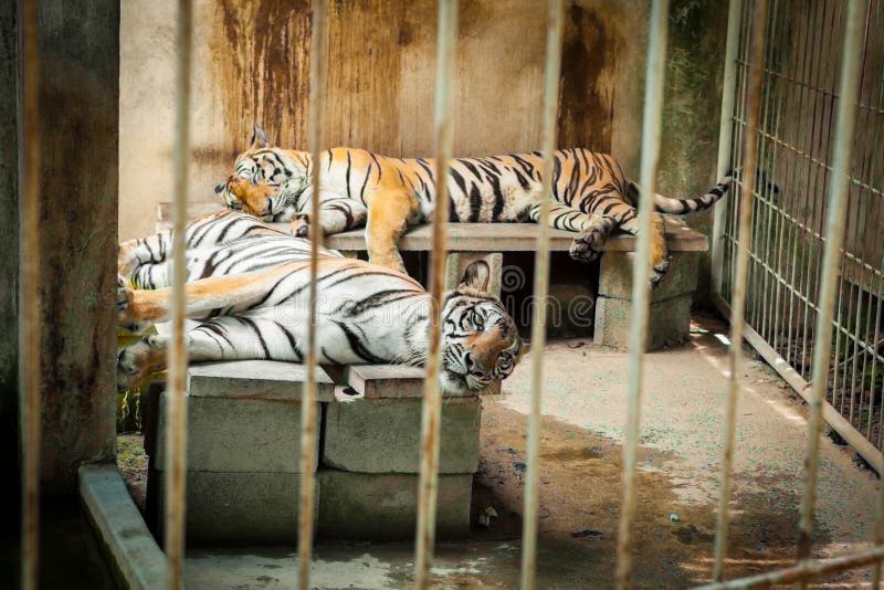 Tiger Trapped in a Cage Zoo Stock Photo - Image of prison, chain: 180358880