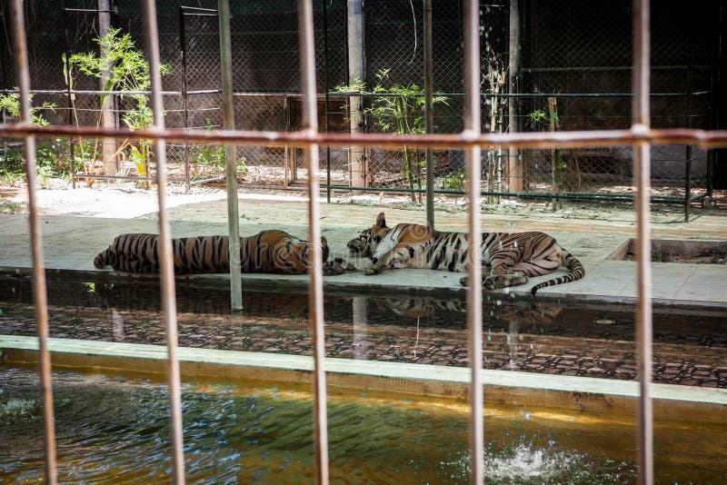 Tiger Trapped in a Cage Zoo Stock Image - Image of furry, close: 180358997