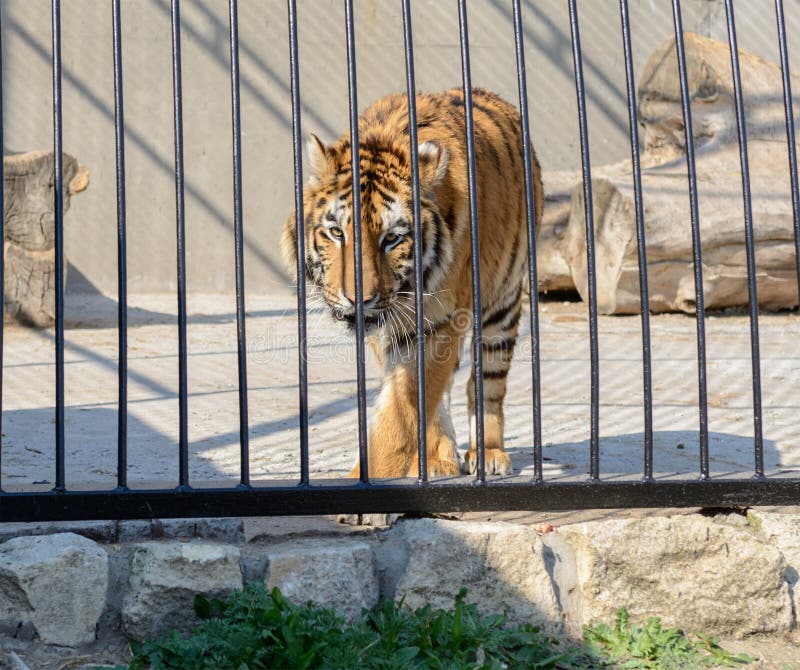 A Tiger Trapped in a Small Cage. Stock Photo - Image of tiger, tigerfur ...