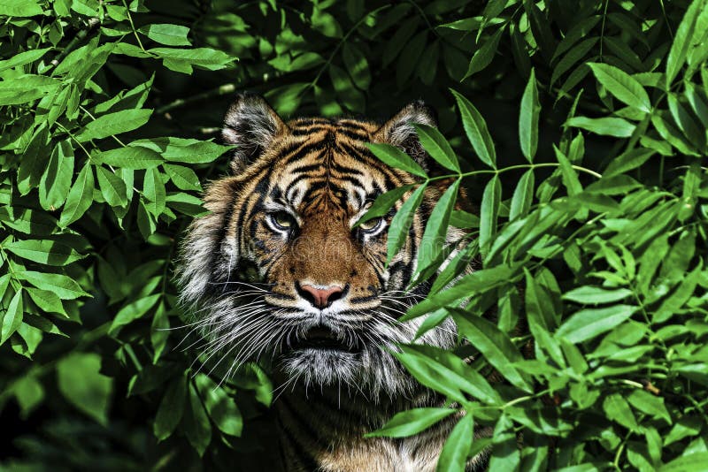 Tiger in tree stock image. Image of beautiful, body, nature - 2039427