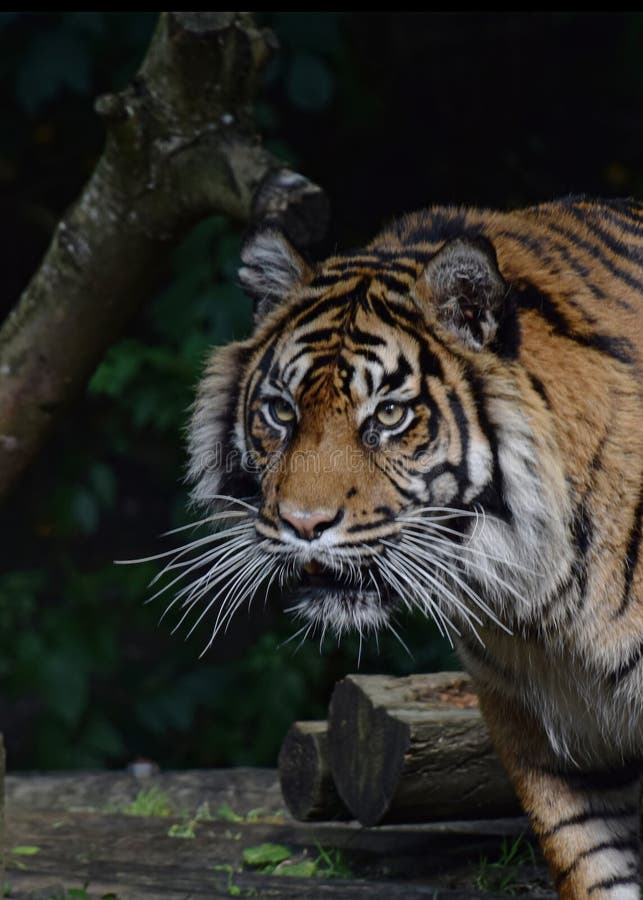 Tiger in a tree stock photo. Image of intense, feline - 117474898