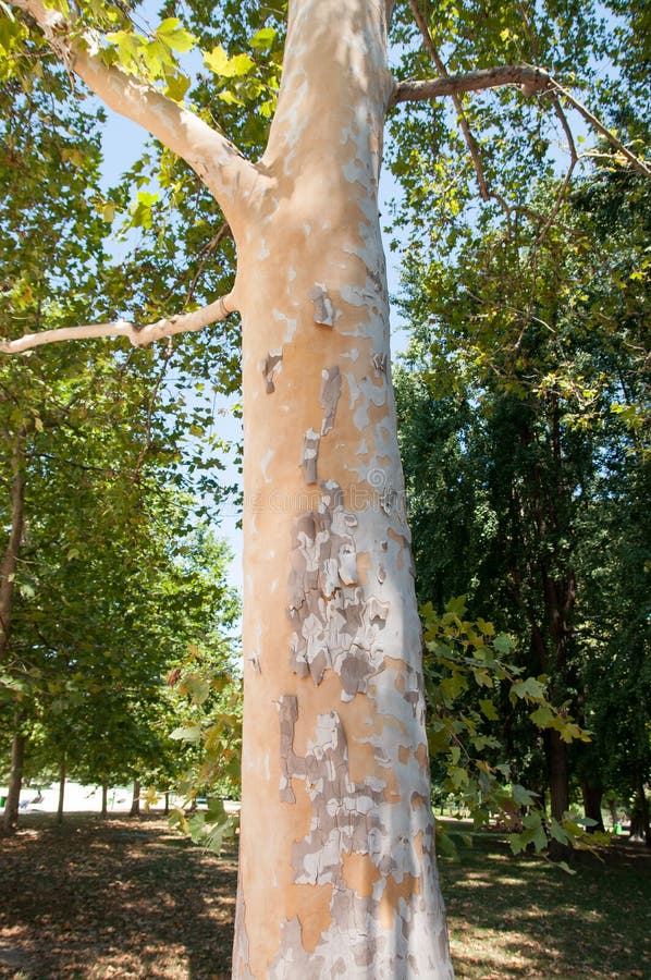 Tiger tree stock photo. Image of gray, brown, forests - 72118650