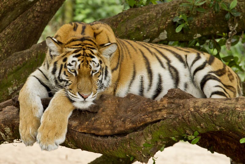 Tiger in a tree stock photo. Image of bengal, animals - 62932966