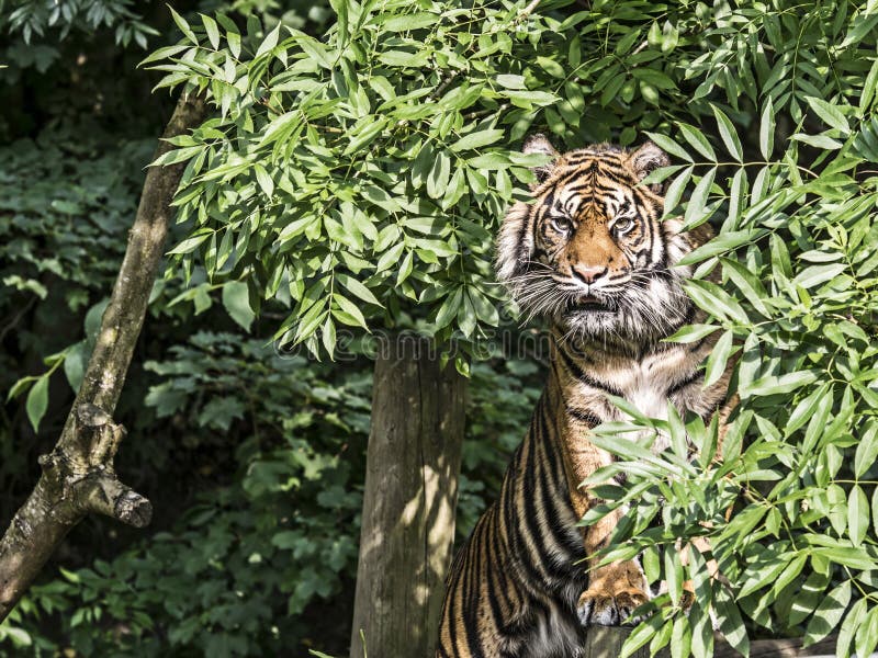Tiger in a tree stock image. Image of white, bengal - 117474935