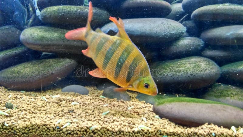 Tiger scaled fish stock image. Image of scaled, like - 102701785