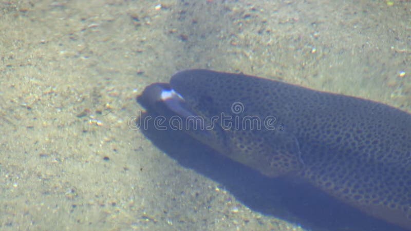 Tiger Trout at Fish Hatchery Stock Video - Video of cape, grow: 347223371